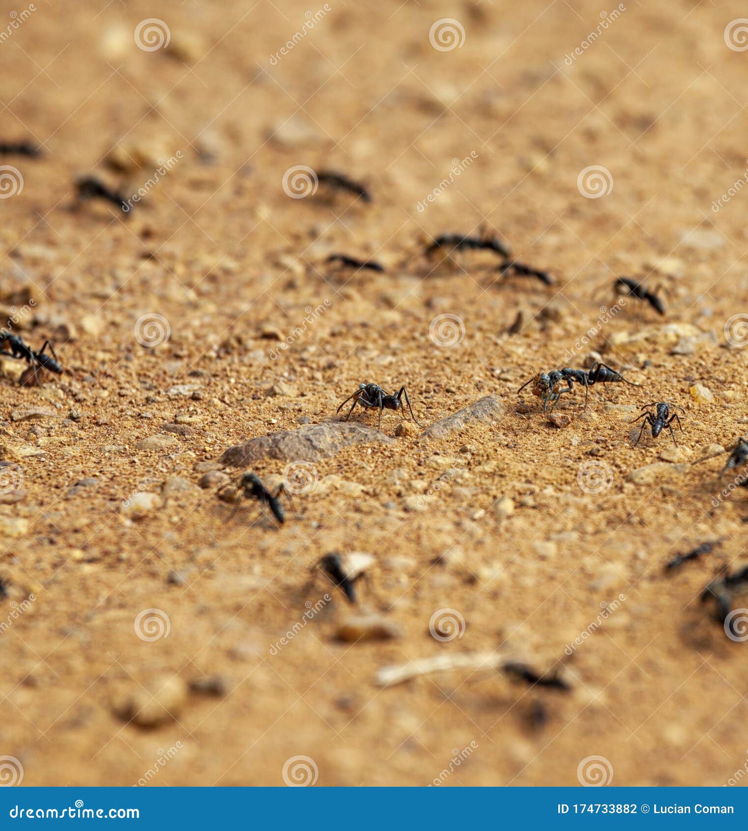 Warrior termite stock photo. Image of legs, formicidae - 174733882
