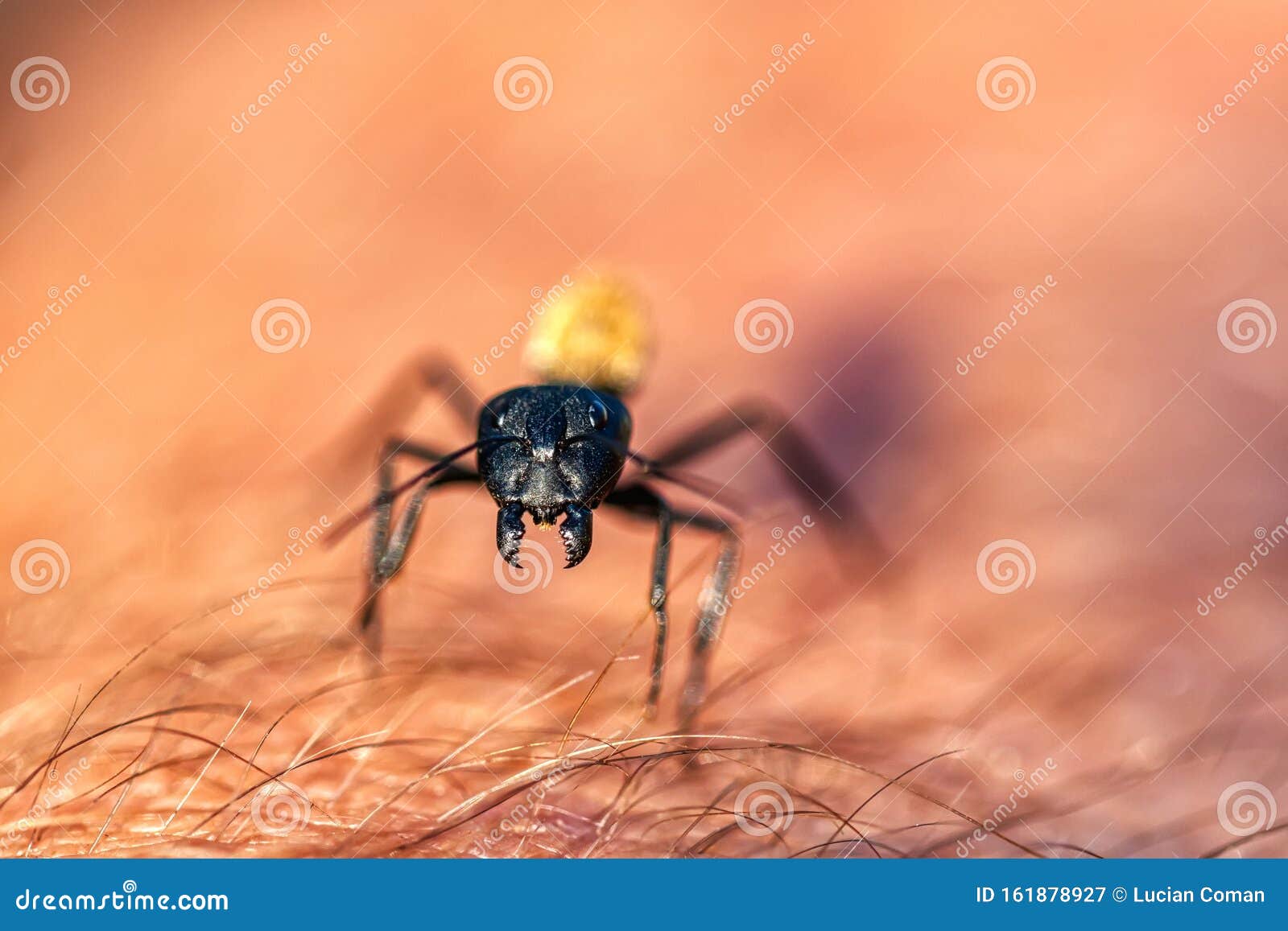 Warrior termite stock image. Image of hairy, detail - 161878927
