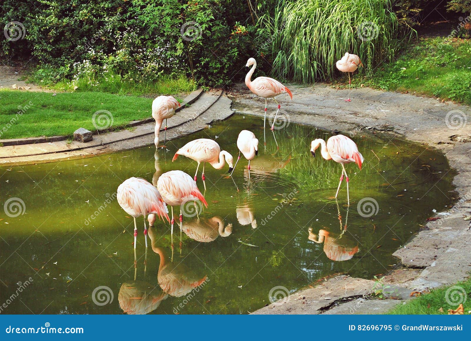 Warsaw zoo stock image. Image of border, close, creature - 82696795