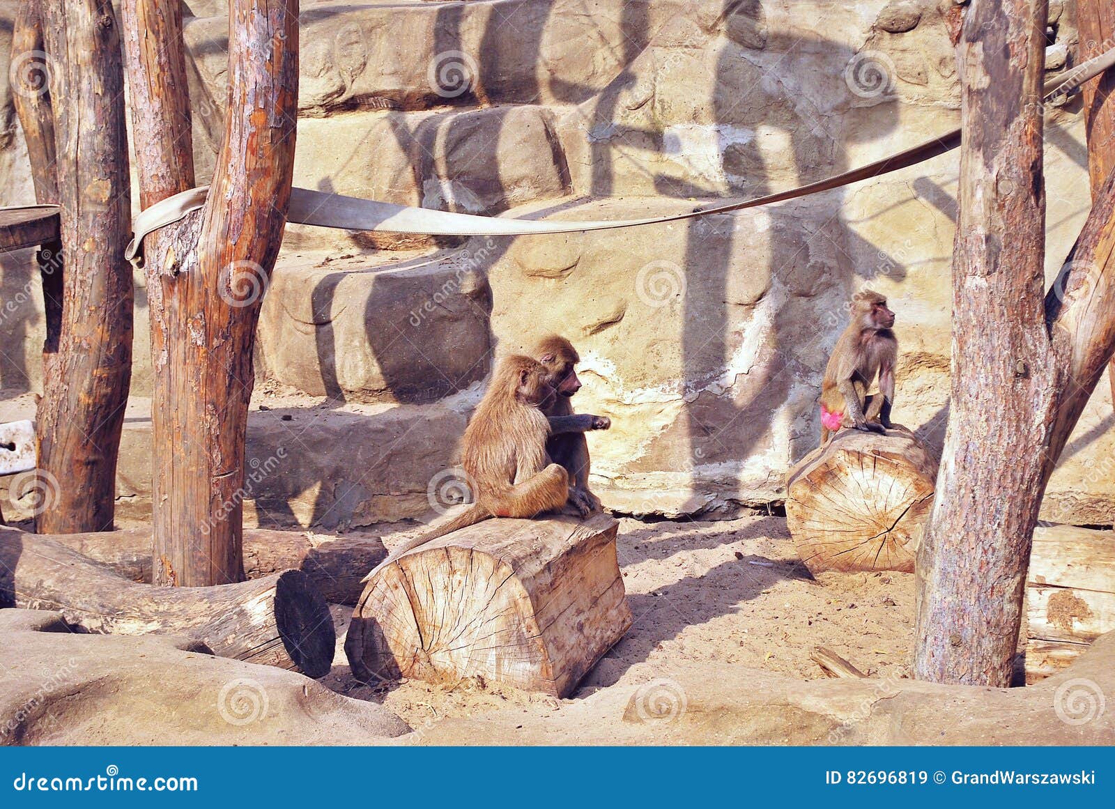 Warsaw zoo stock image. Image of hunter, border, endangered - 82696819