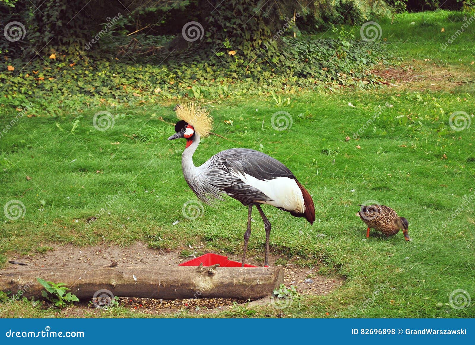 Warsaw zoo stock photo. Image of large, creature, border - 82696898