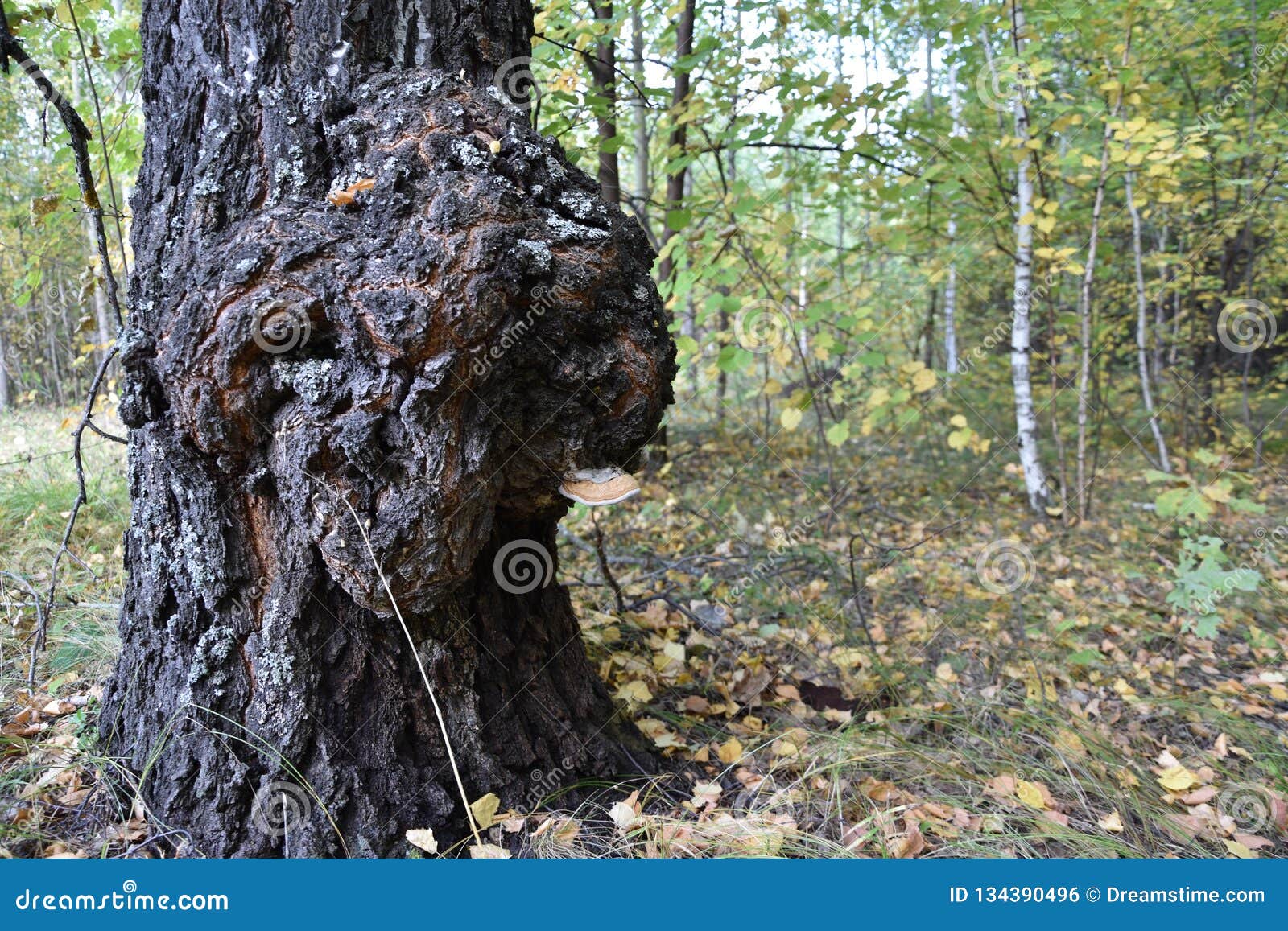 Wart is on a Birch Tree in the Autumn Forest Stock Photo - Image of ...