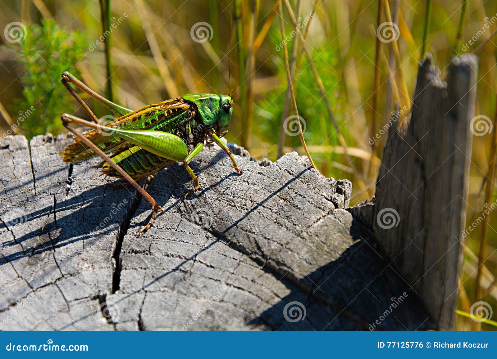 Wart-biter on a Chopped Tree Stock Photo - Image of antenna, wart: 77125776