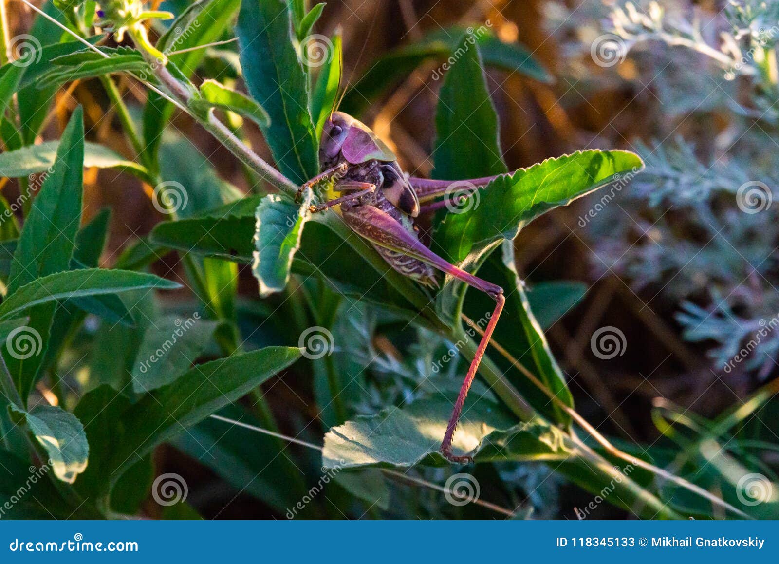 Wart-biter or Decticus Verrucivorus on Sunset Stock Image - Image of ...