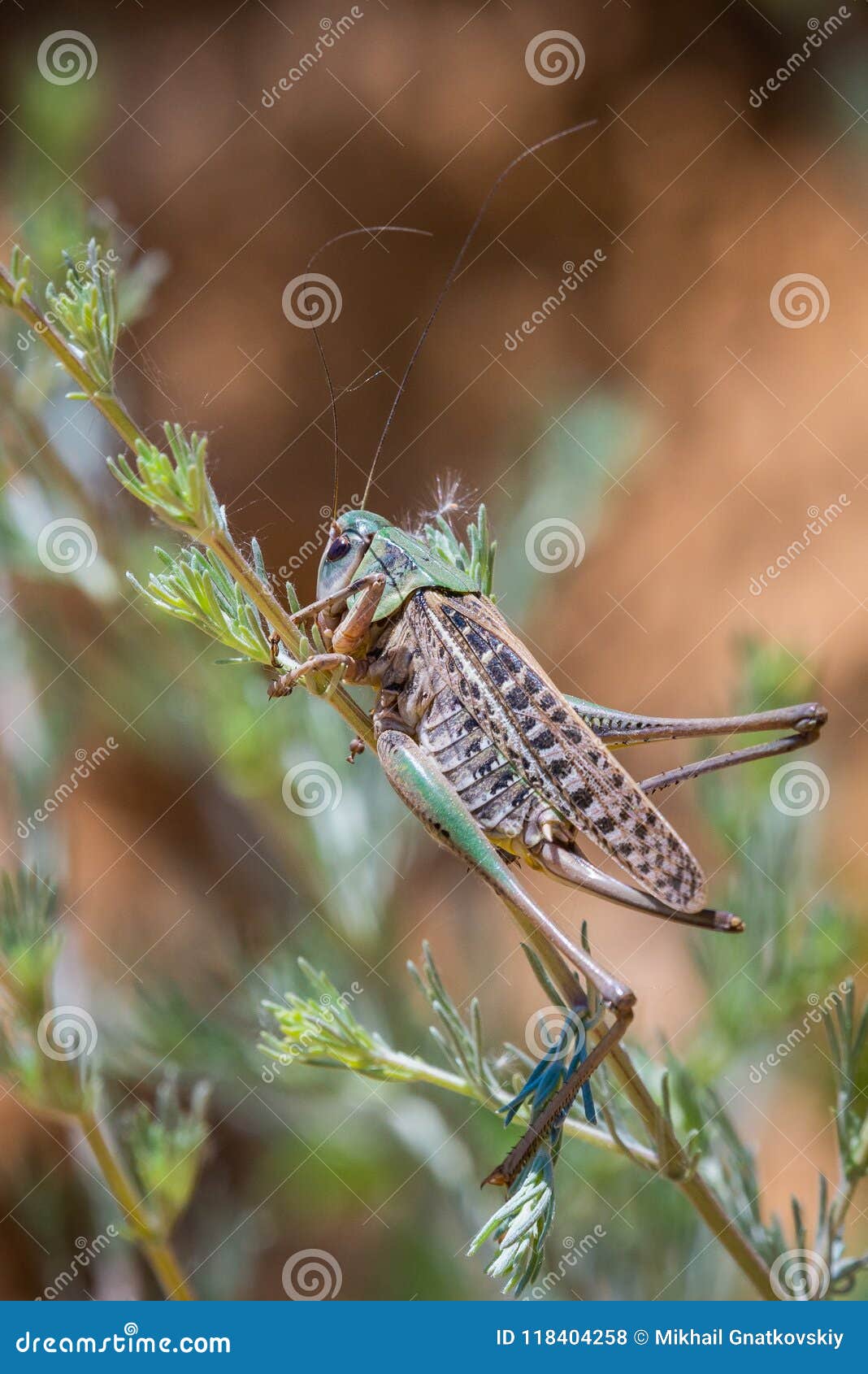 Wart-biter or Decticus Verrucivorus Stock Photo - Image of insect ...