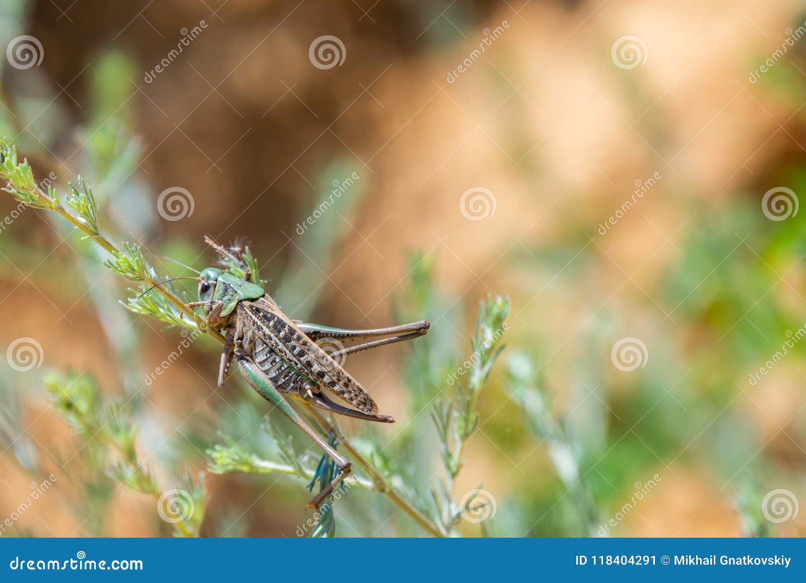 Wart-biter or Decticus Verrucivorus Stock Image - Image of cricket ...