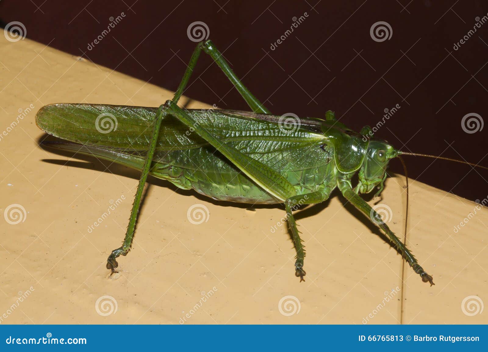 Wart biter stock image. Image of monster, face, insect - 66765813