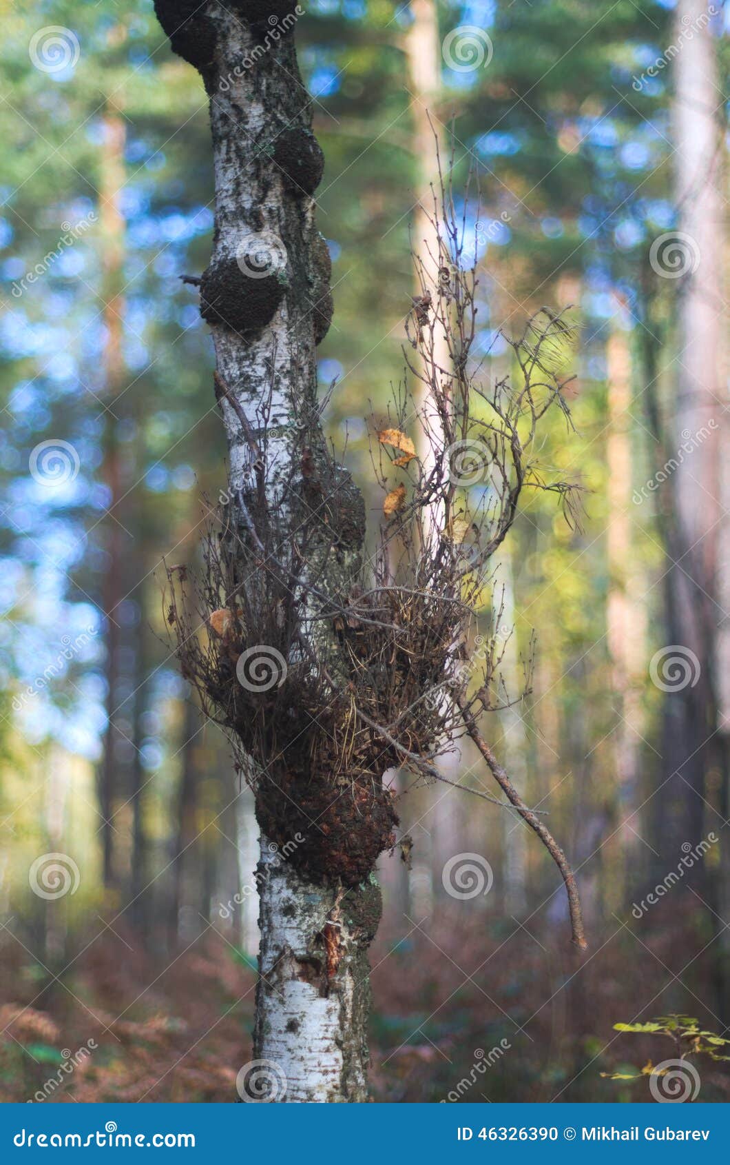 Wart Stock Photo | CartoonDealer.com #46326390