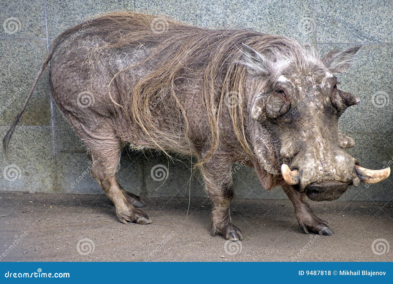 Warthog 1 stock photo. Image of enclosure, hoof, snout - 9487818