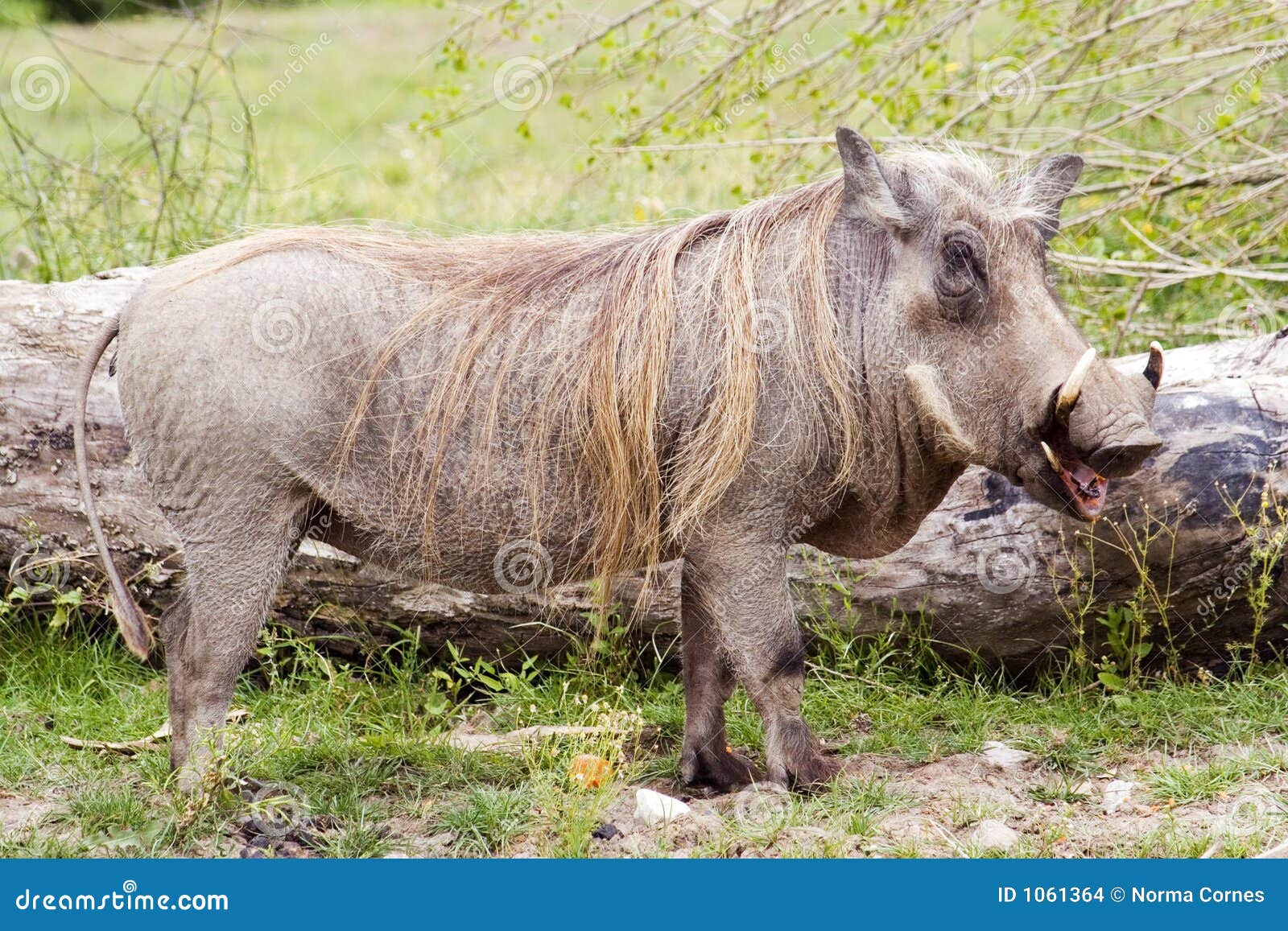 Wart hog stock photo. Image of nature, animal, boar, hair - 1061364