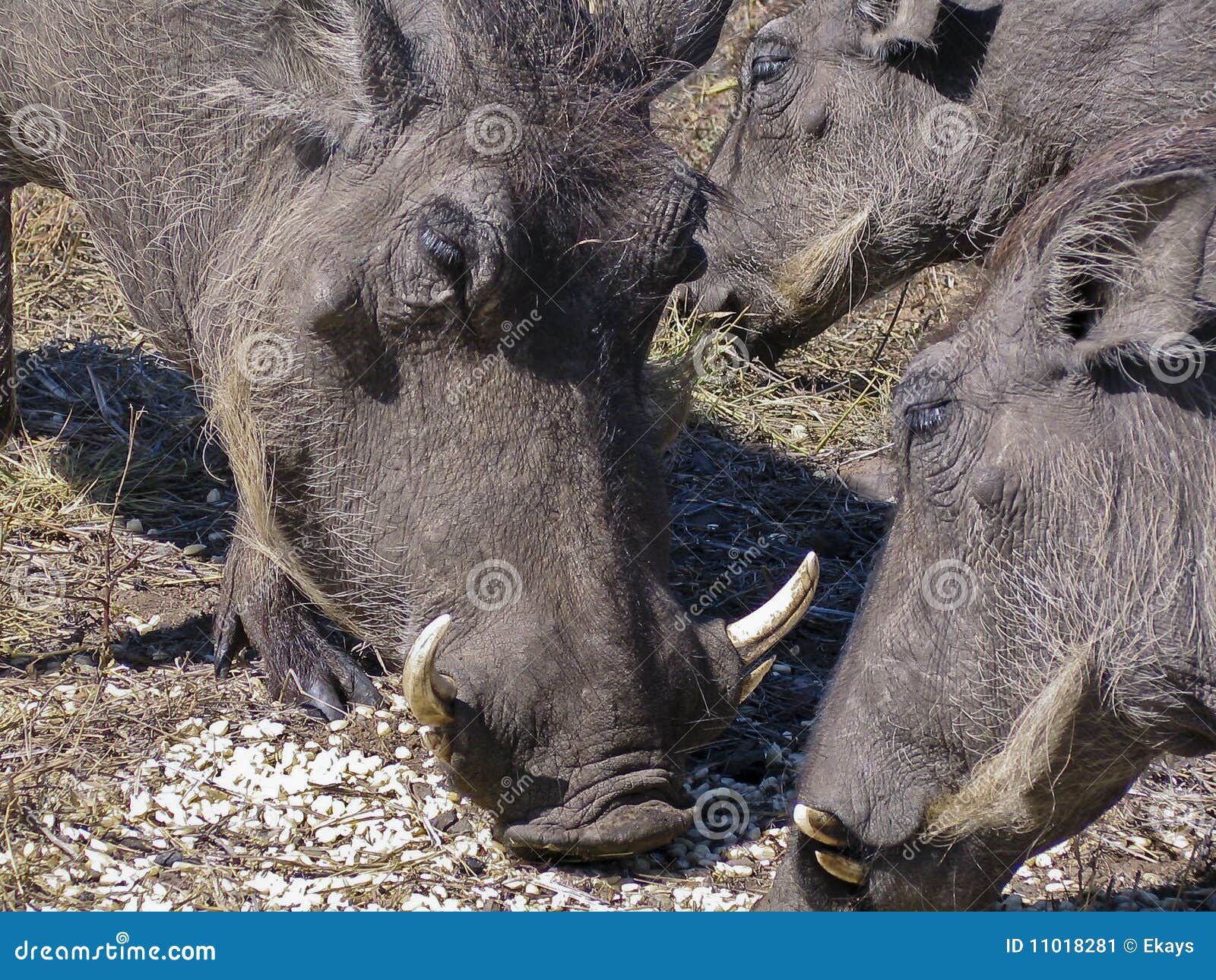 Several Wart Hogs in the Wild Stock Image - Image of boar, savannah ...