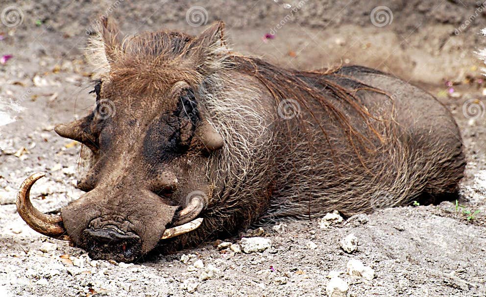 Wart Hog stock photo. Image of horns, outdoors, jungle - 11666564