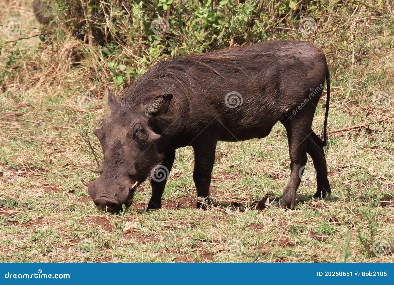 Wart hog stock image. Image of wart, manyara, forest - 20260651