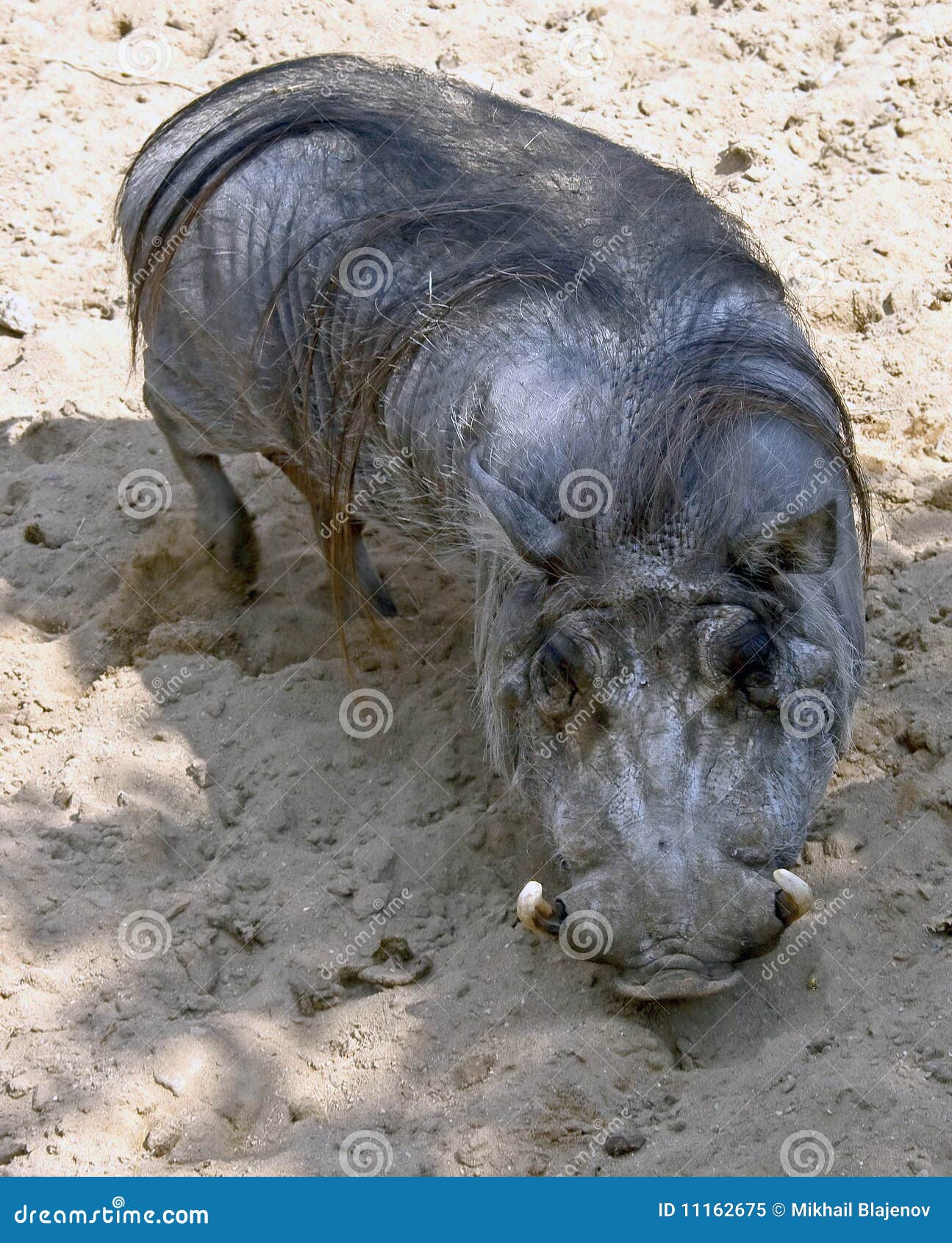 Warthog 3 stock image. Image of fauna, africa, nature - 11162675