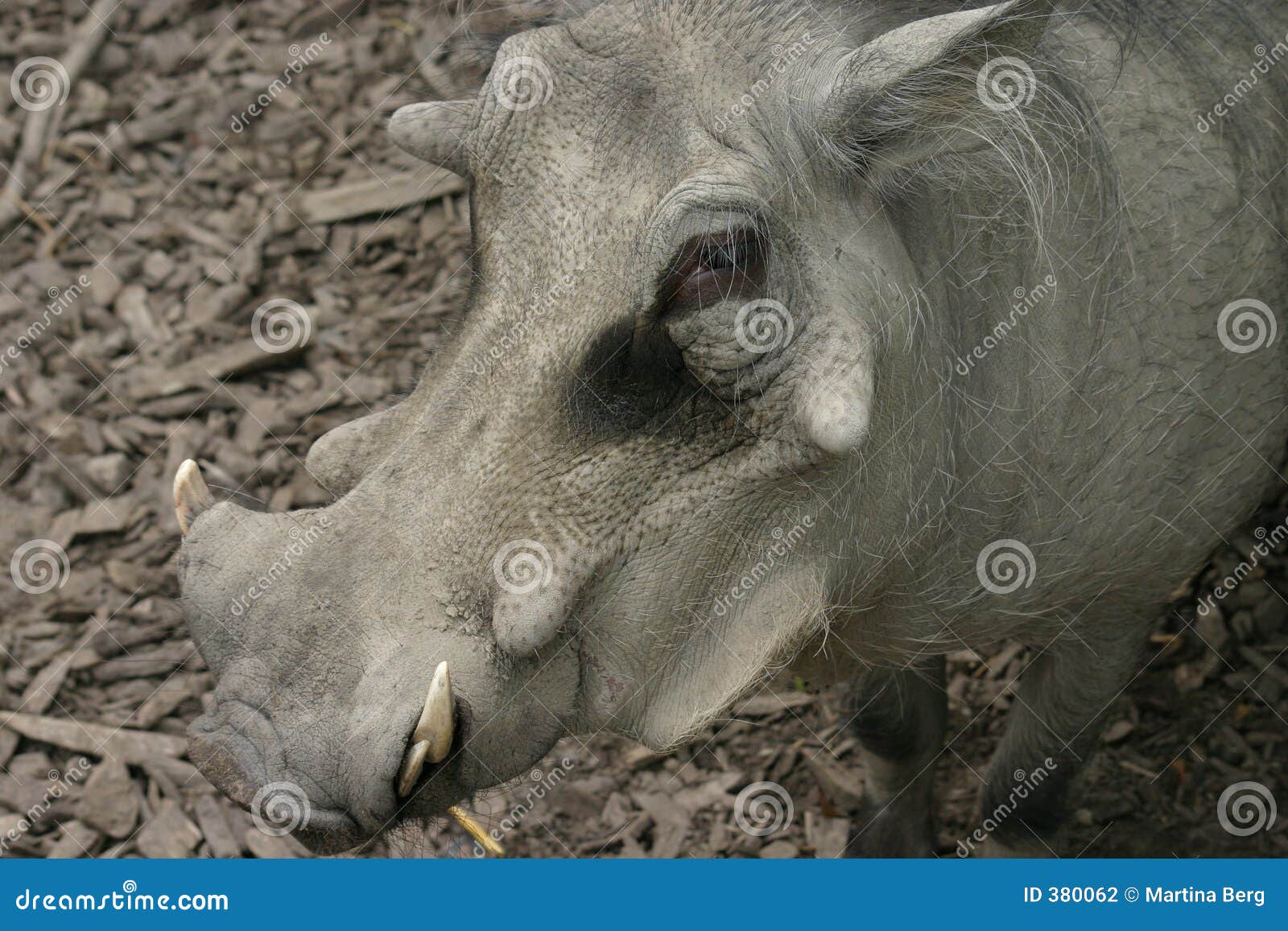 Wart hog stock photo. Image of fang, aethiopicus, hair - 380062