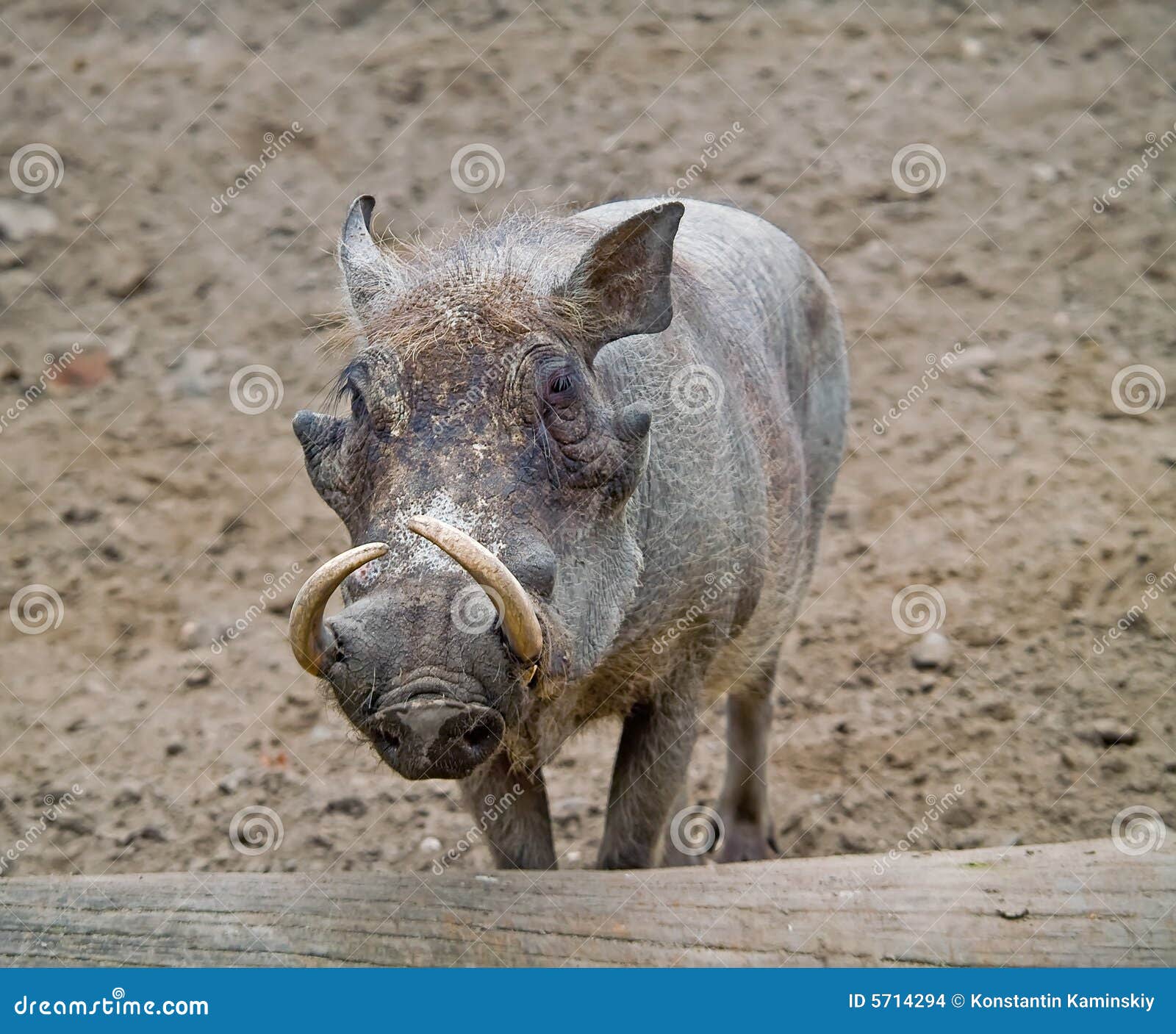 Wart-hog stock photo. Image of ugly, mammal, creature - 5714294
