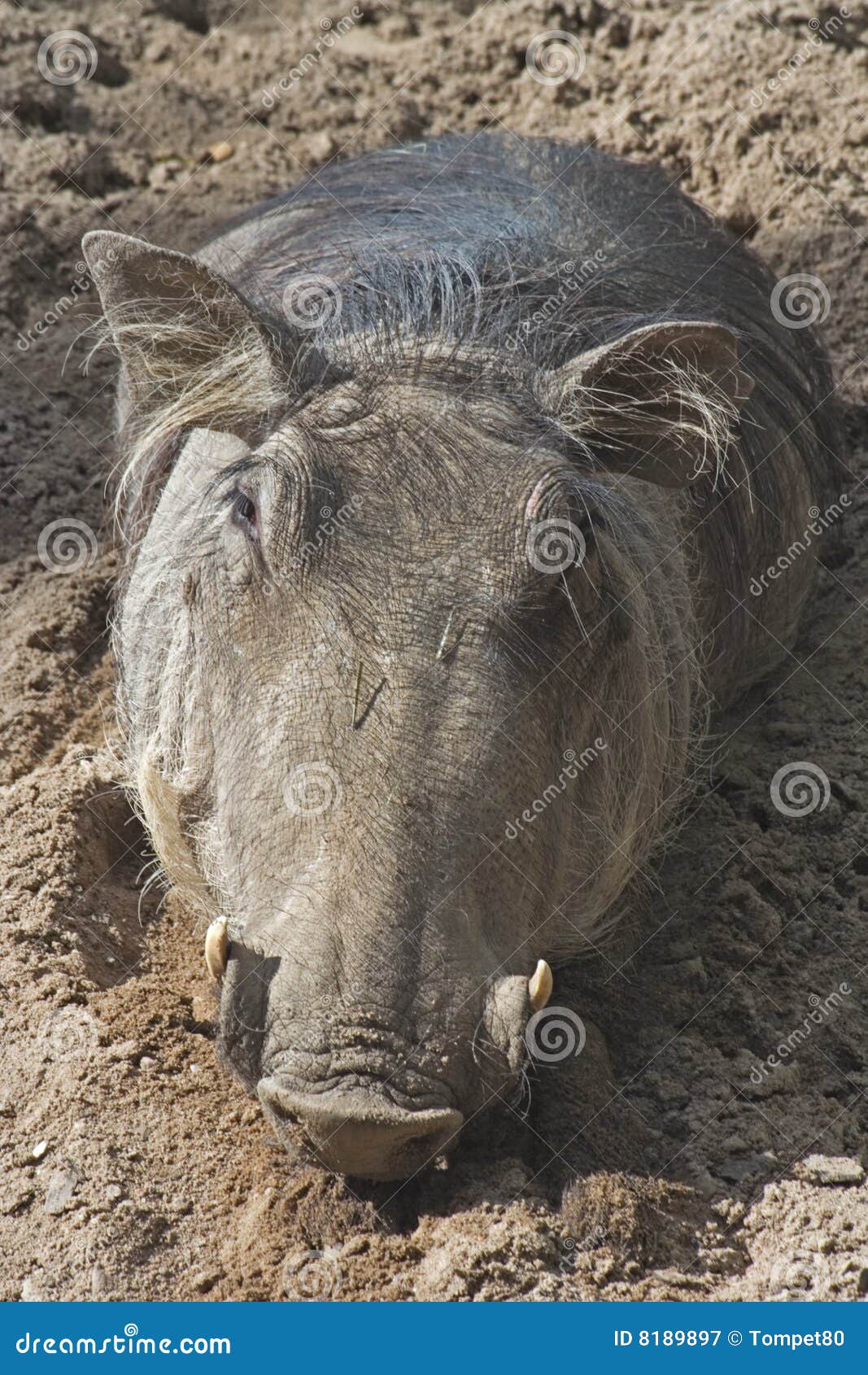 Wart Hog Picture. Image: 8189897