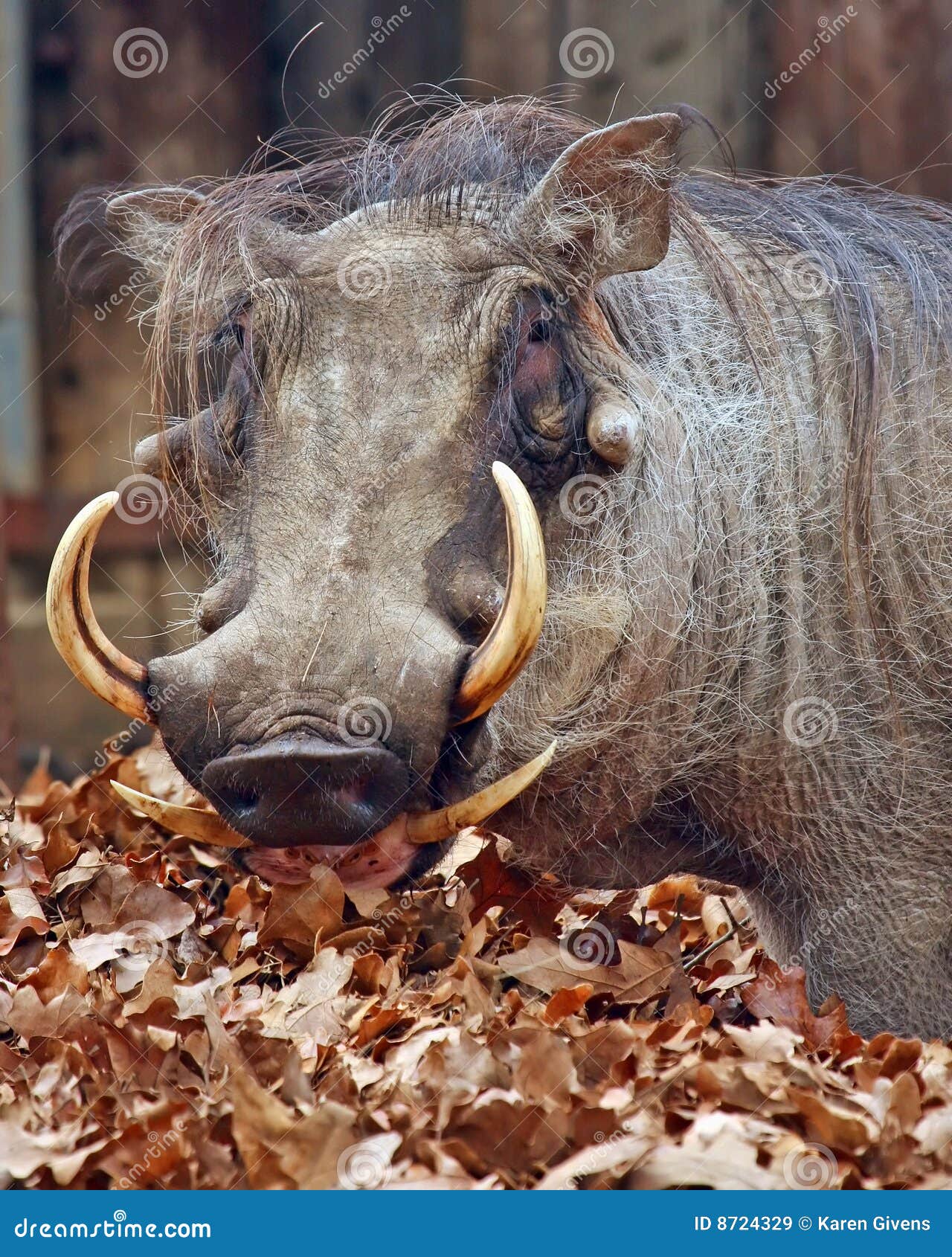 Wart Hog stock image. Image of fall, anaimal, mammal, wildlife - 8724329