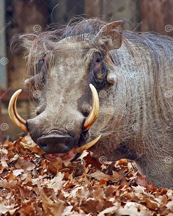 Wart Hog stock image. Image of fall, anaimal, mammal, wildlife - 8724329