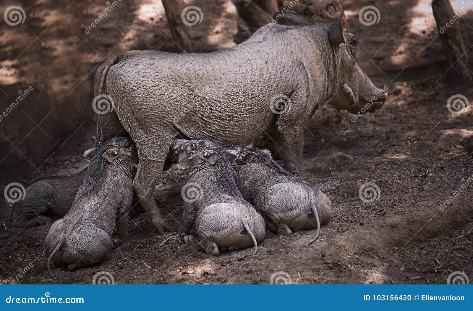 Wart Hog Mother and Her Babies Stock Photo - Image of cute, family ...