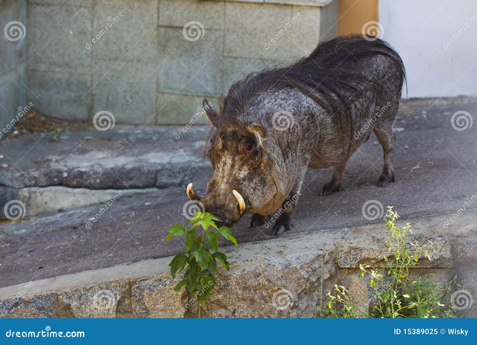 Wart hog in zoo stock image. Image of tropical, tusk - 15389025