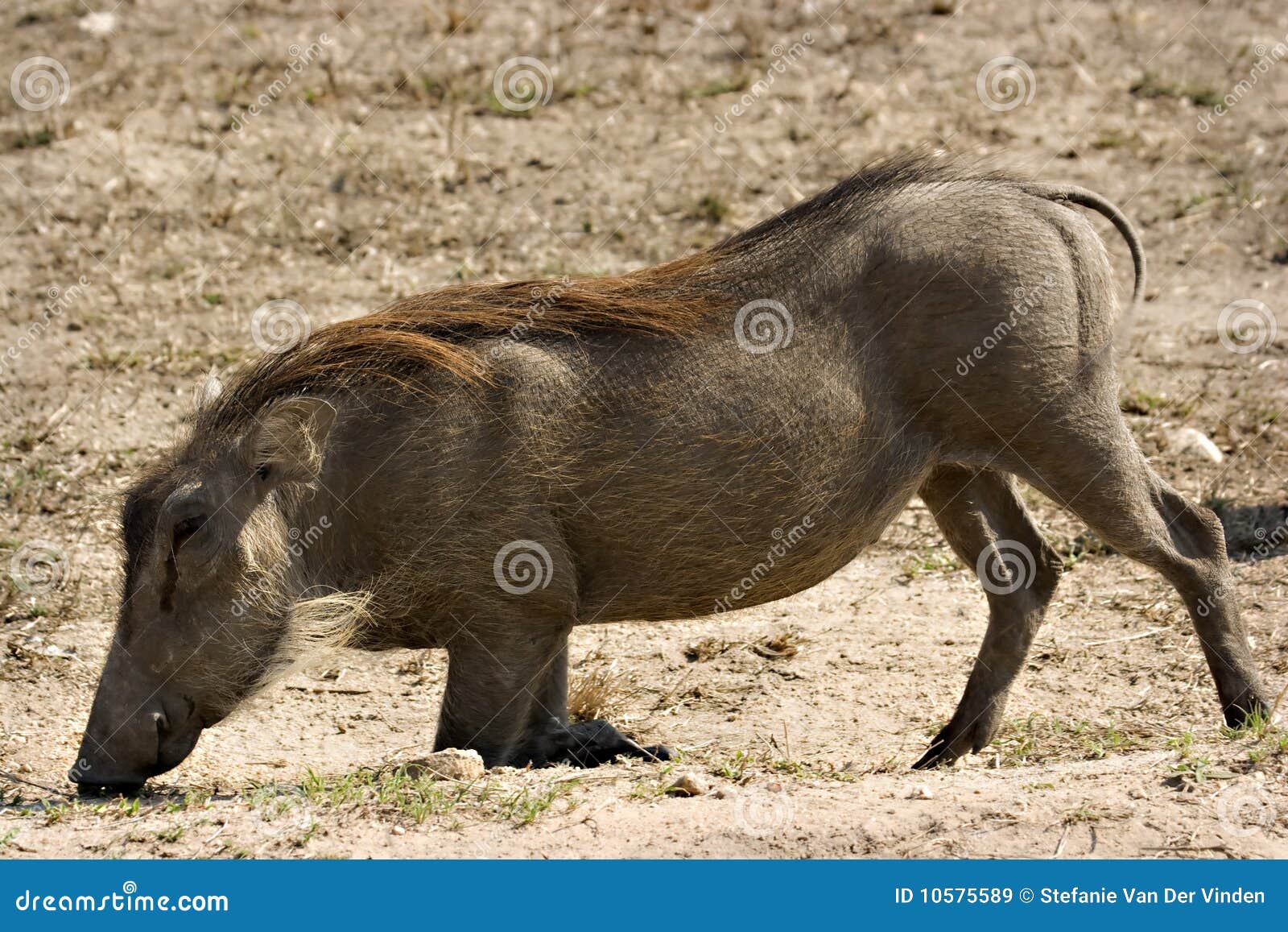 Warthog stock image. Image of warthog, mammal, kruger - 10575589