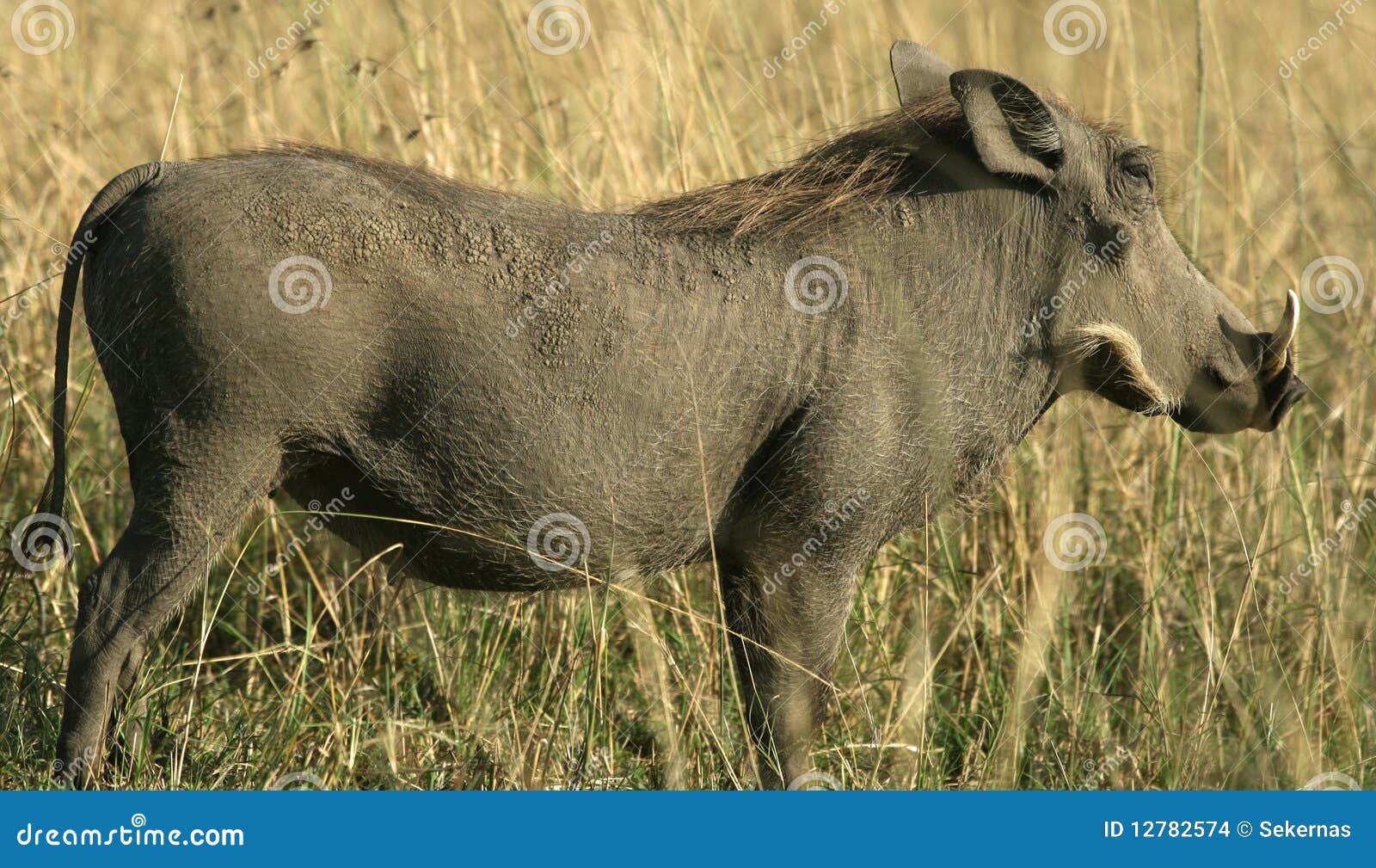 Warthog stock photo. Image of nature, animal, mammals - 12782574