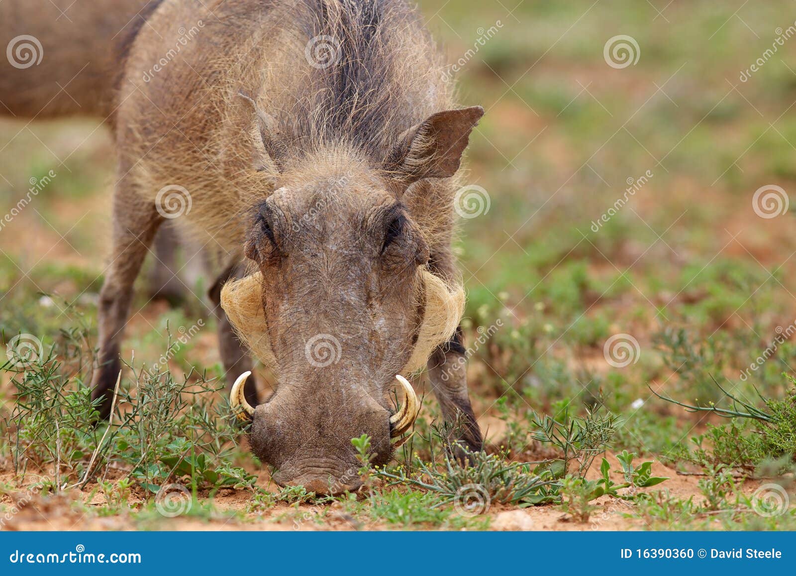 Warthog stock photo. Image of game, warthog, environment - 16390360