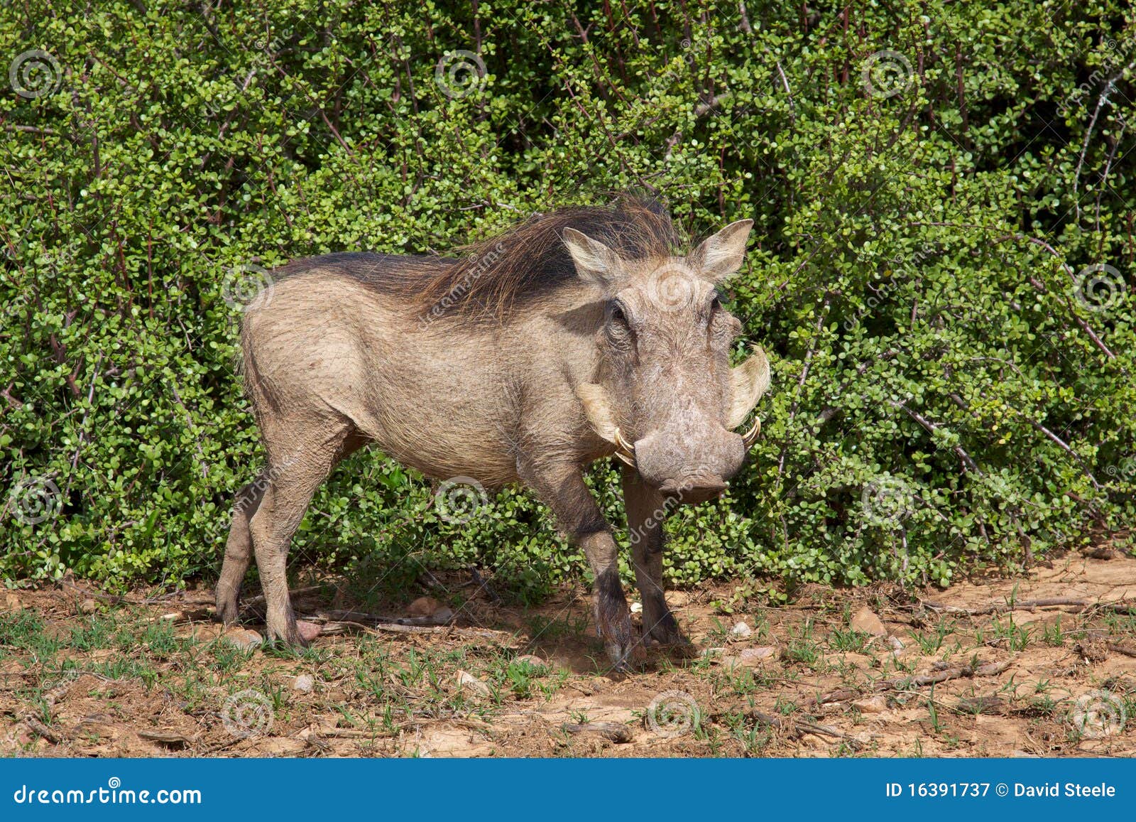 Warthog stock image. Image of national, elephant, phacochoerus - 16391737