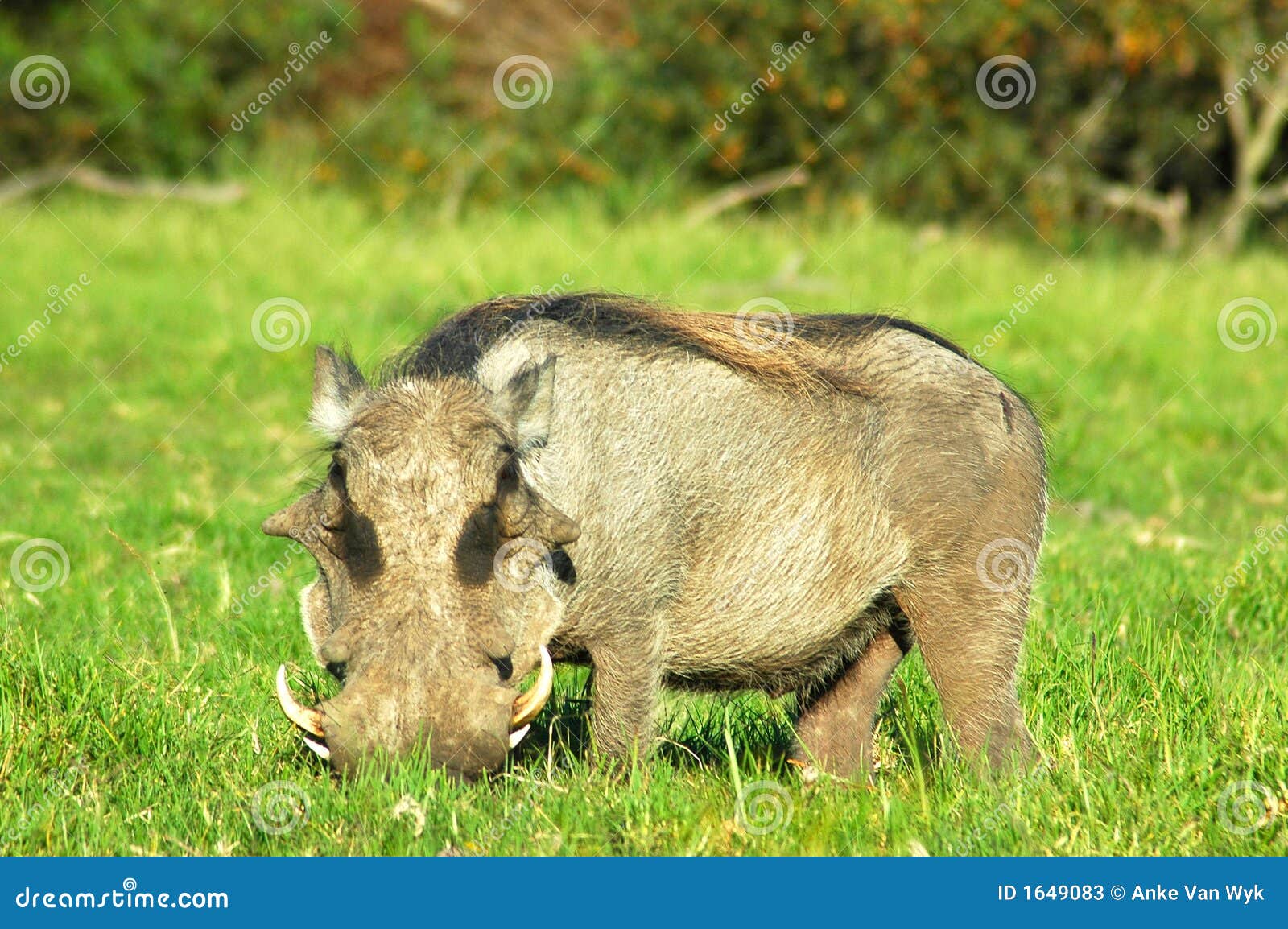 Warthog stock image. Image of bush, natural, mammals, grey - 1649083