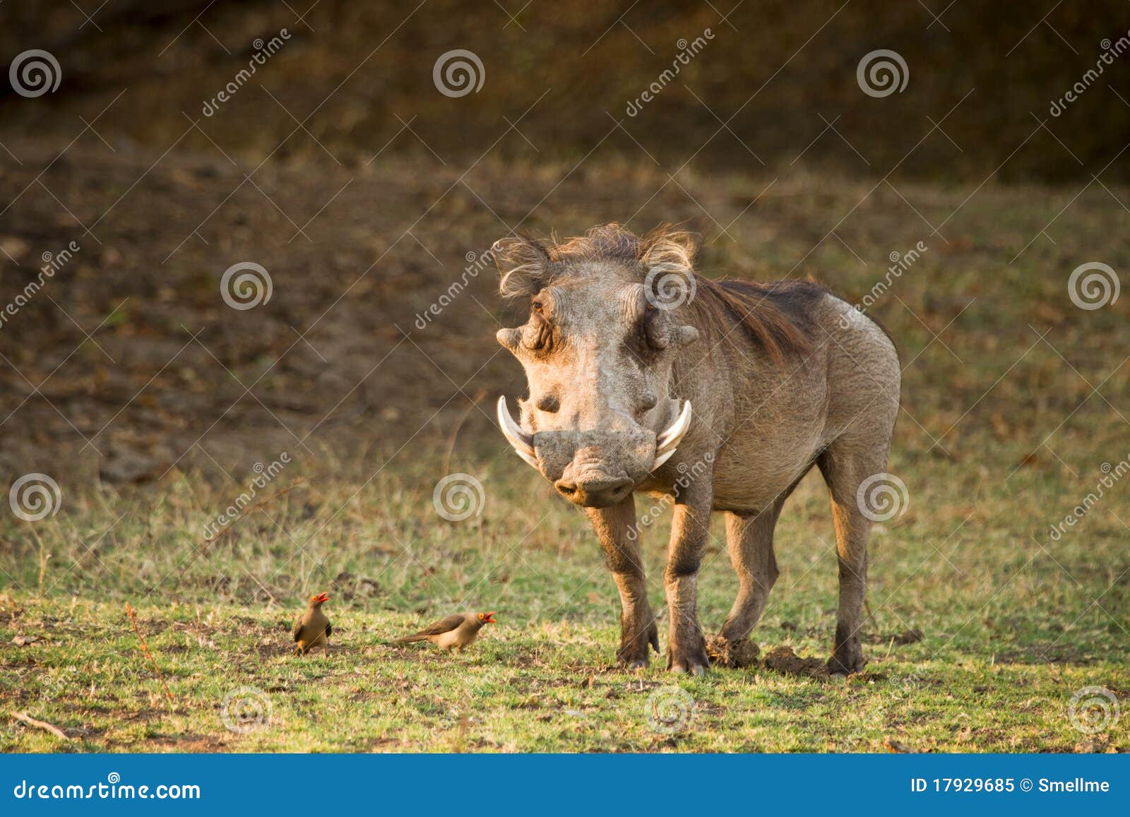 Warthog stock image. Image of southern, hungry, herbivore - 17929685