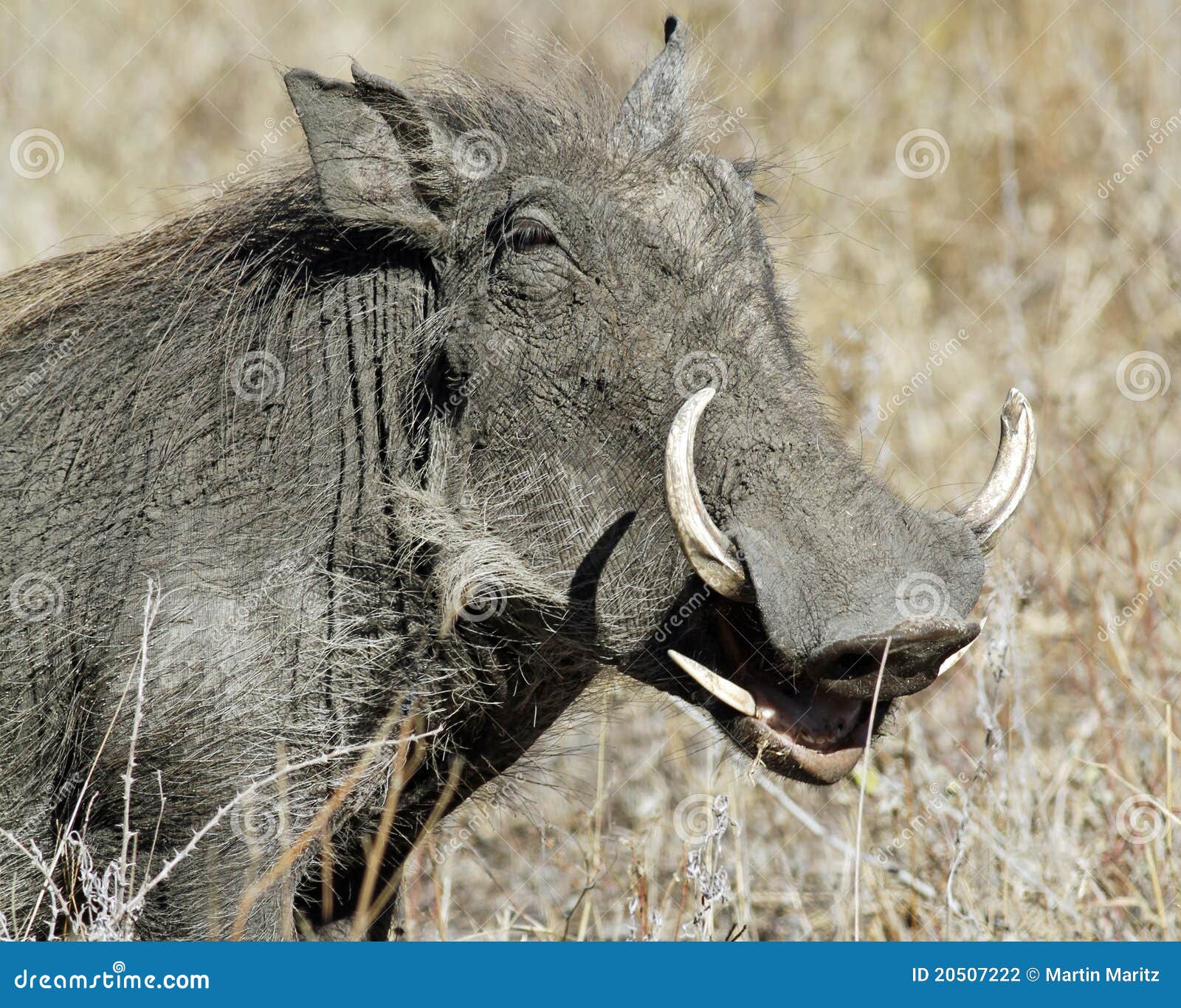 Warthog stock photo. Image of brown, male, living, africanus - 20507222