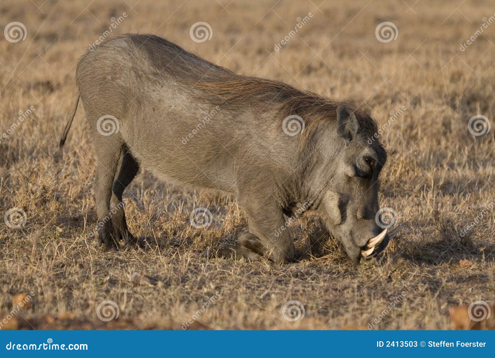 Warthog Picture. Image: 2413503