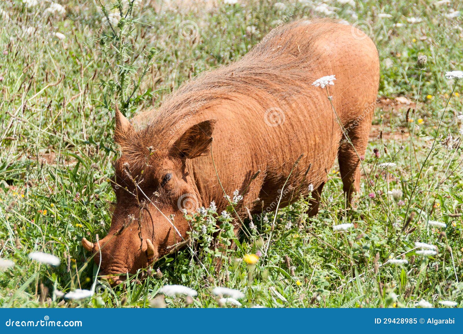 Warthog stock image. Image of outdoor, close, mammal - 29428985