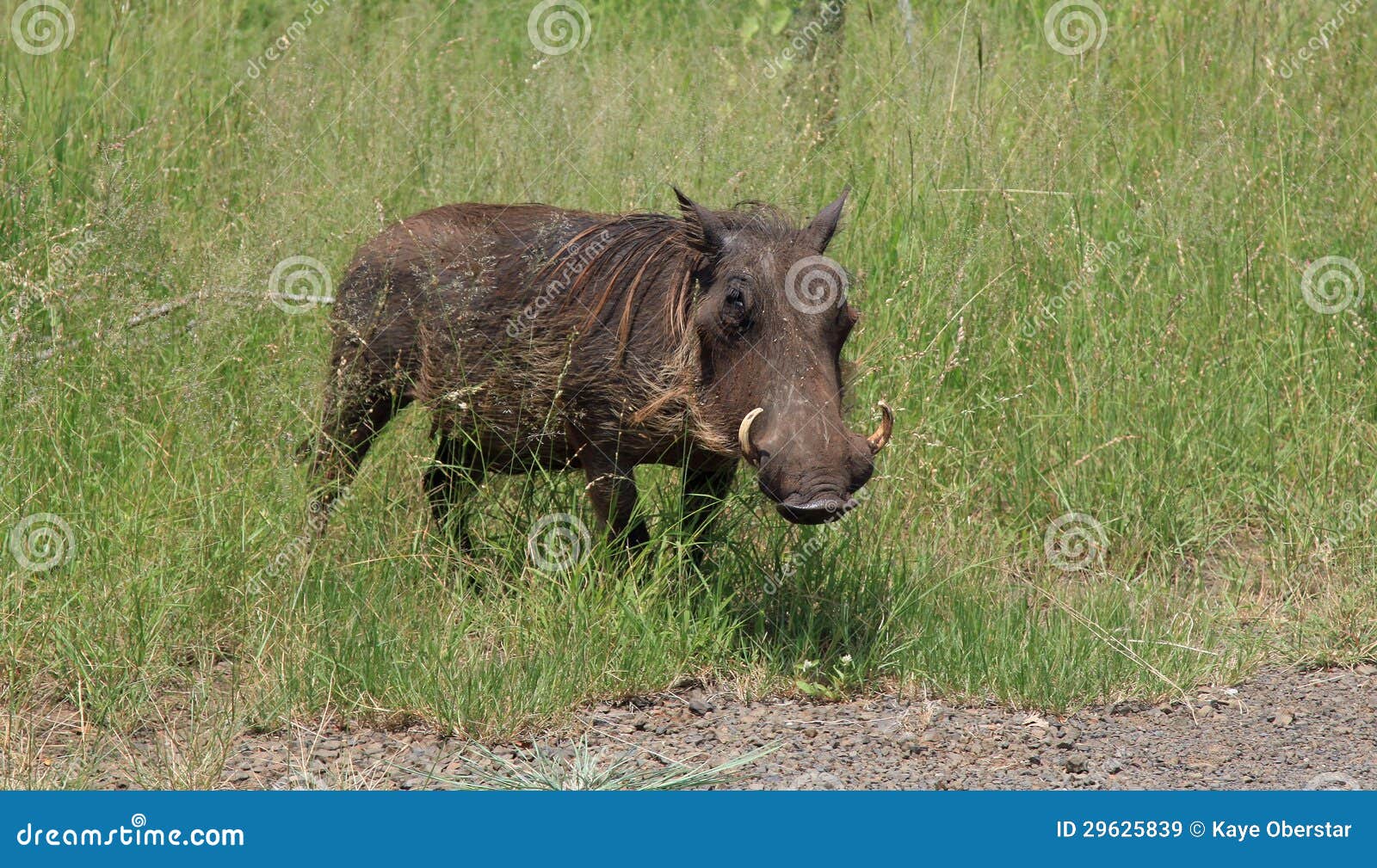 Warthog stock image. Image of warthog, wild, animal, safari - 29625839