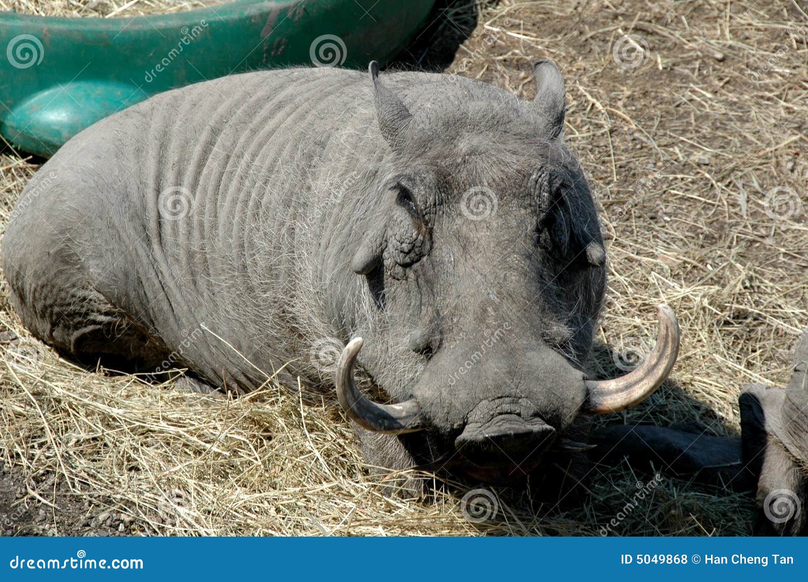 Warthog Picture. Image: 5049868