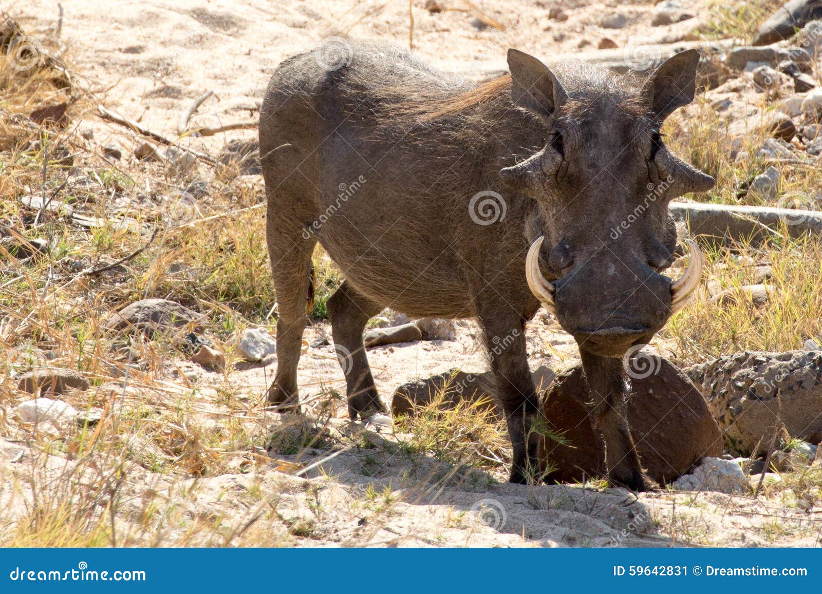 Warthog fotografering för bildbyråer. Bild av torr, saharan - 59642831