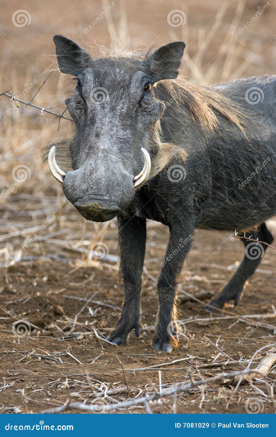 Warthog stock image. Image of contact, safari, warthog - 7081029