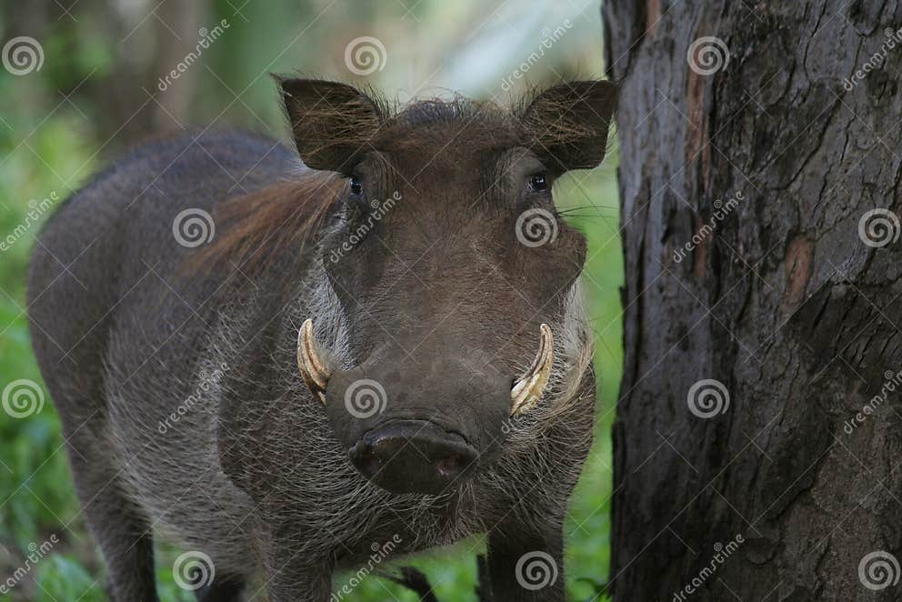 Warthog stock photo. Image of bush, africa, travel, teeth - 7323842