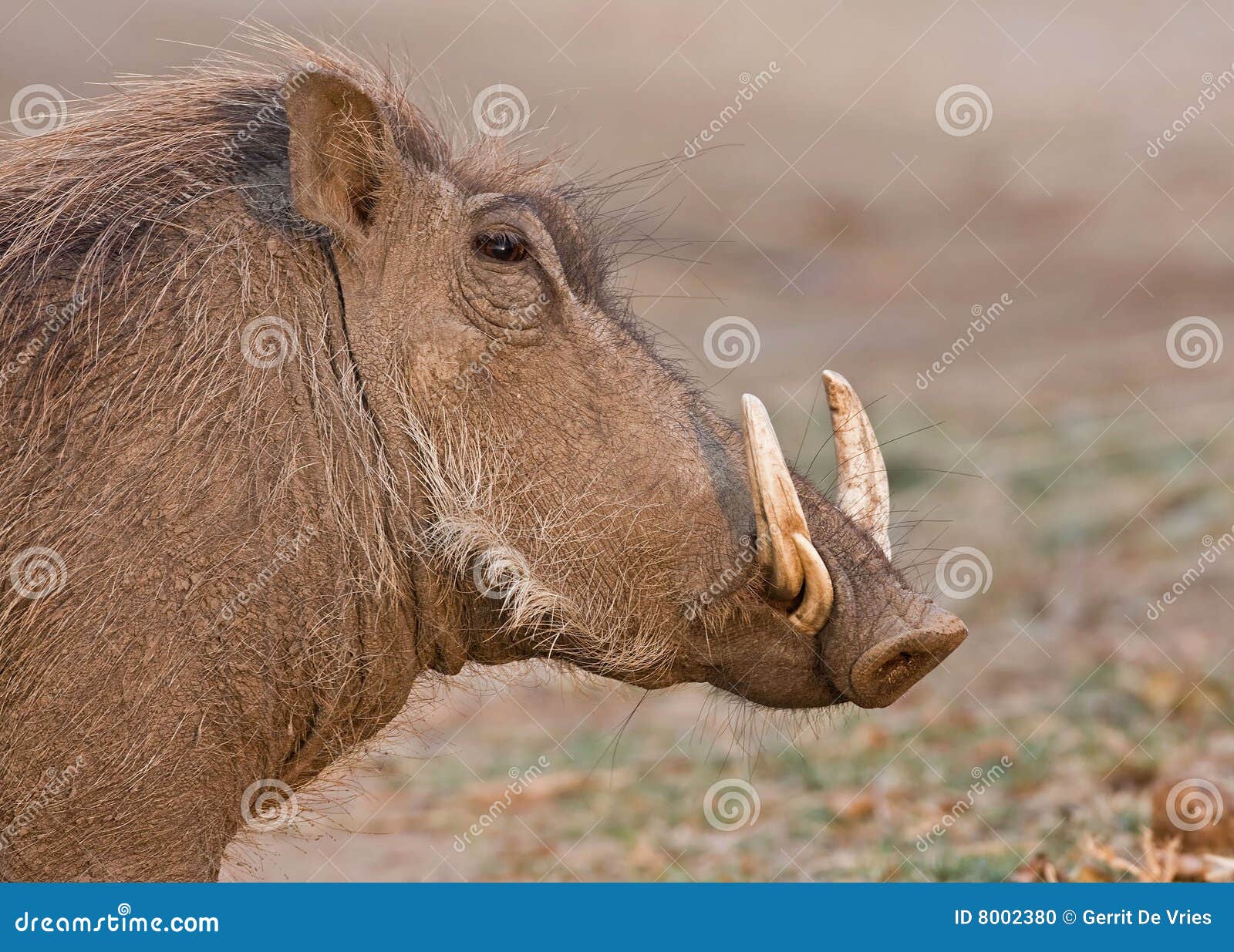 Warthog stock photo. Image of wildlife, aethiopicus, nature - 8002380