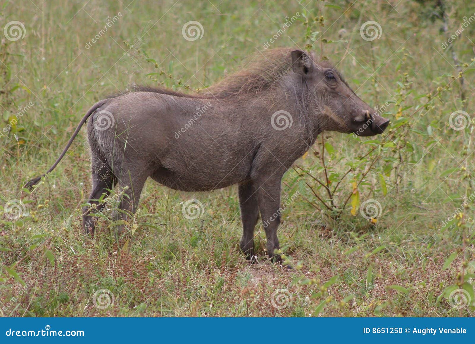 Warthog Picture. Image: 8651250