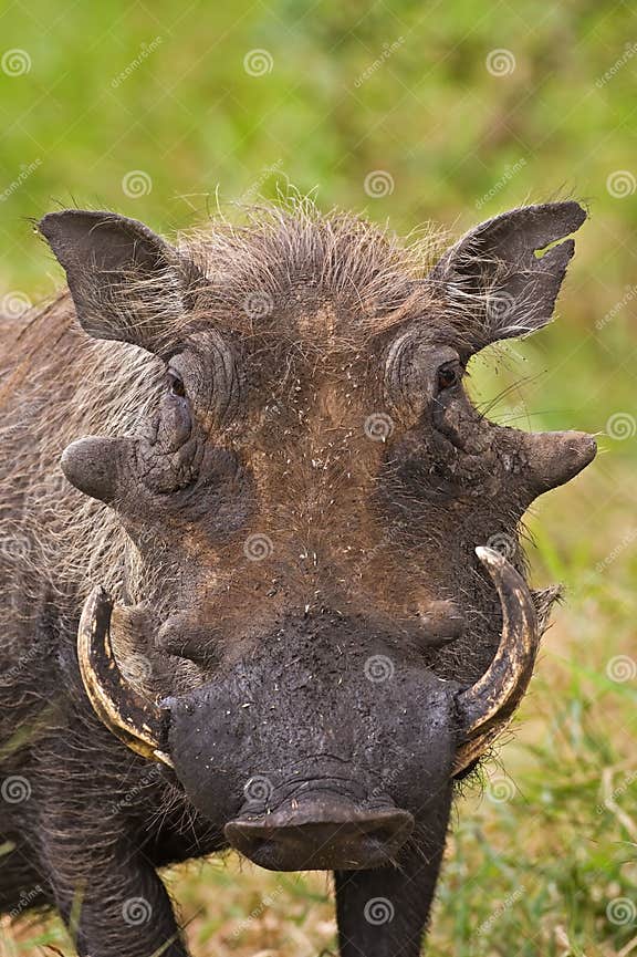 Warthog stock photo. Image of africa, mammal, aethiopicus - 8822572