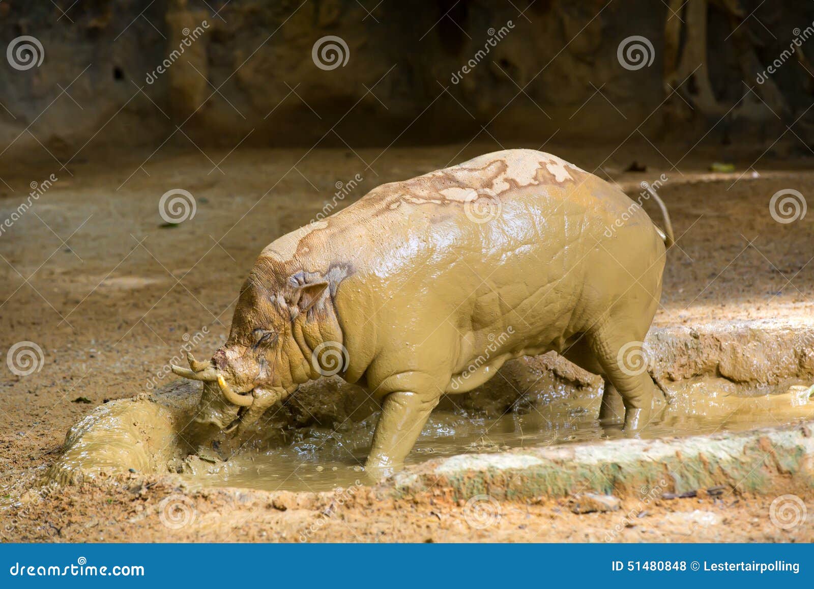 Warthog stock photo. Image of unspoiled, natural, alert - 51480848