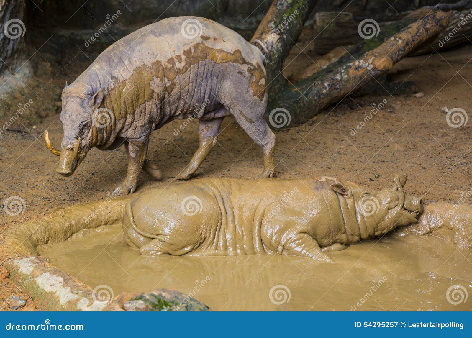 Warthog stock image. Image of digging, teeth, reserve - 54295257