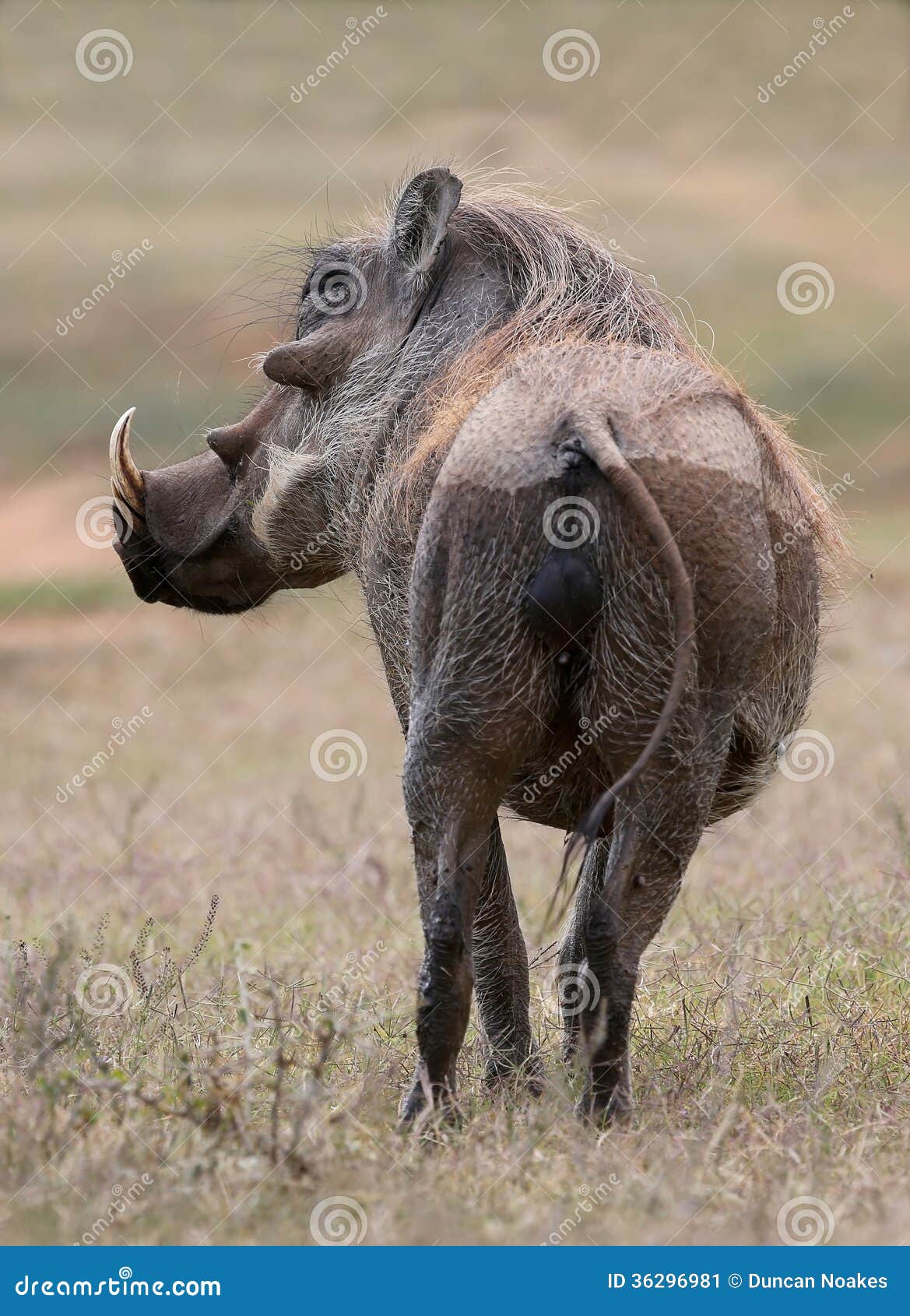 Warthog Animal Hind View Royalty-Free Stock Photography | CartoonDealer ...