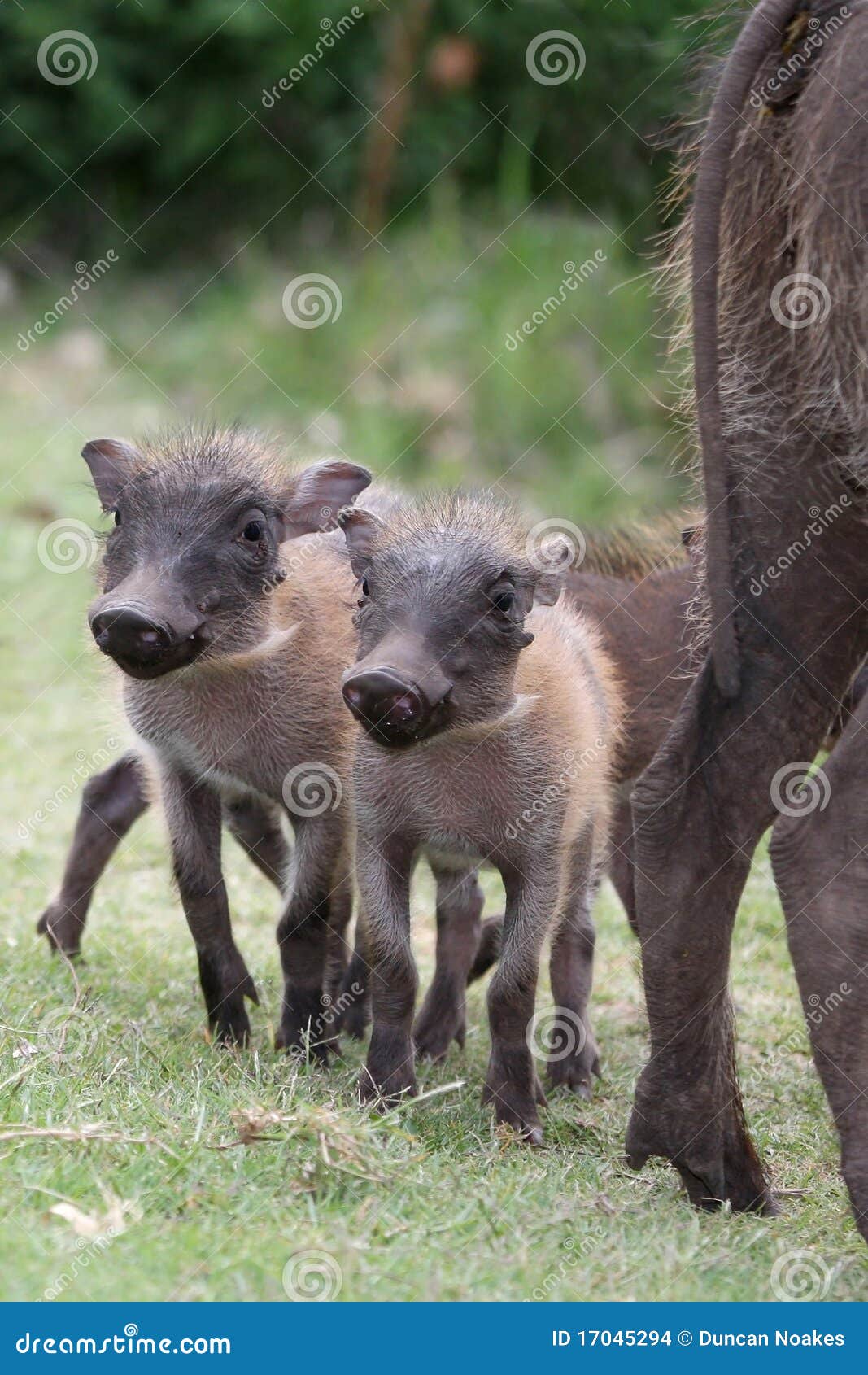 Warthog Babies stock photo. Image of scared, wildlife - 17045294