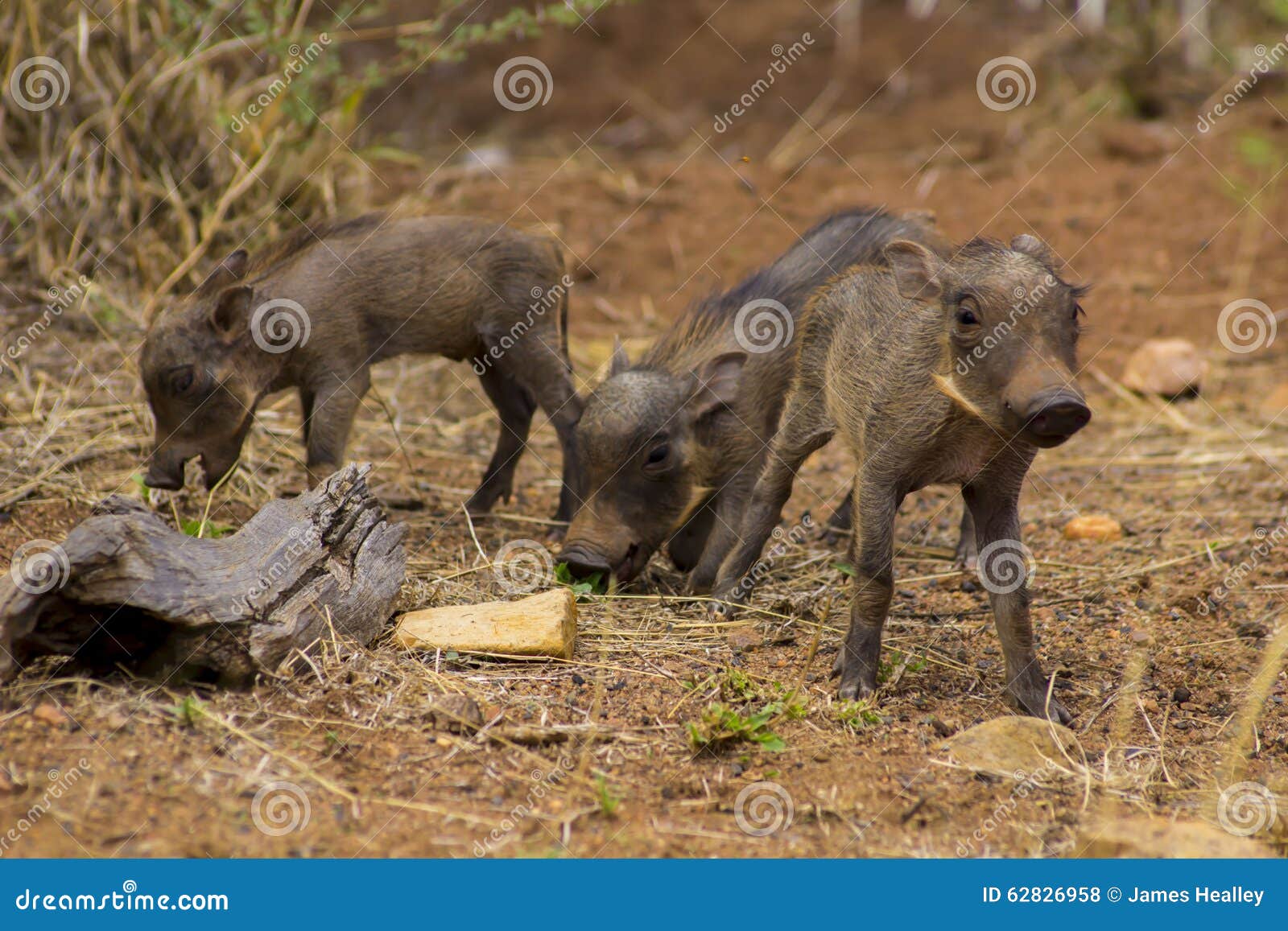Warthog Babies Walking Around Stock Photo - Image of kudo, eating: 62826958