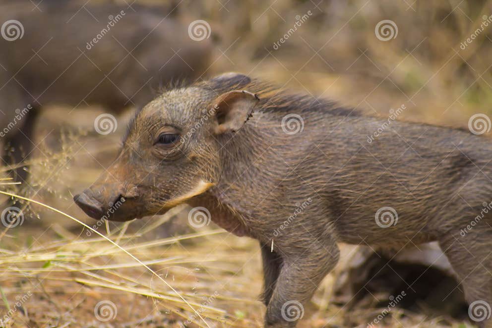 Warthog Babies Walking Around Stock Image - Image of stood, africa ...