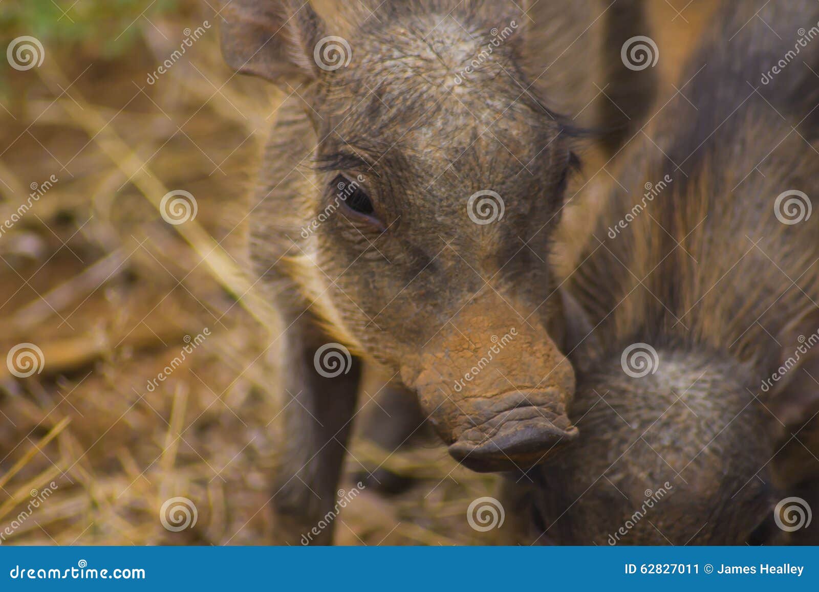 Warthog Babies Walking Around Stock Image - Image of babies, common ...