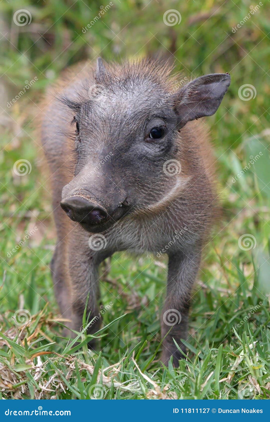 Cute Baby Warthog